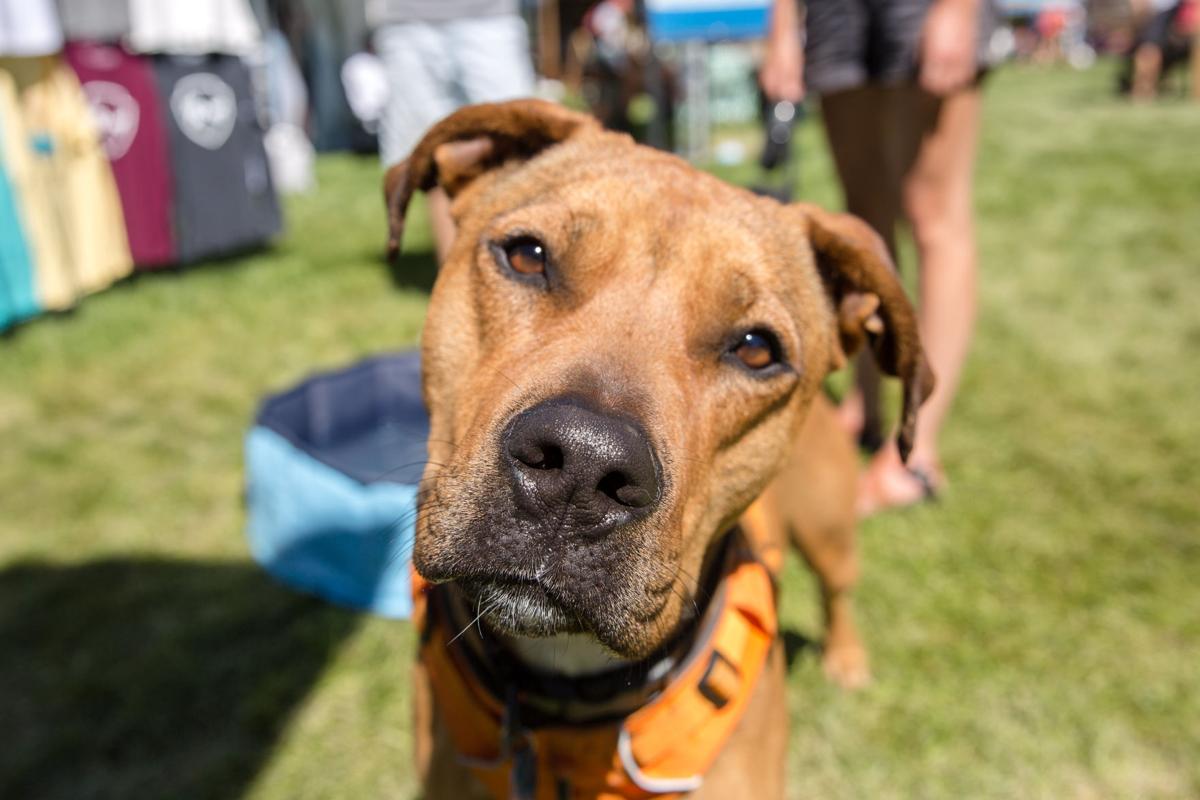 Dogs Banned from Trails in Colorado Park - Denver Gazette