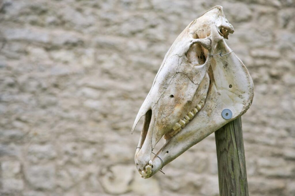 LOOKING BACK: UFO blamed for horse mutilation in Colorado - Denver Gazette