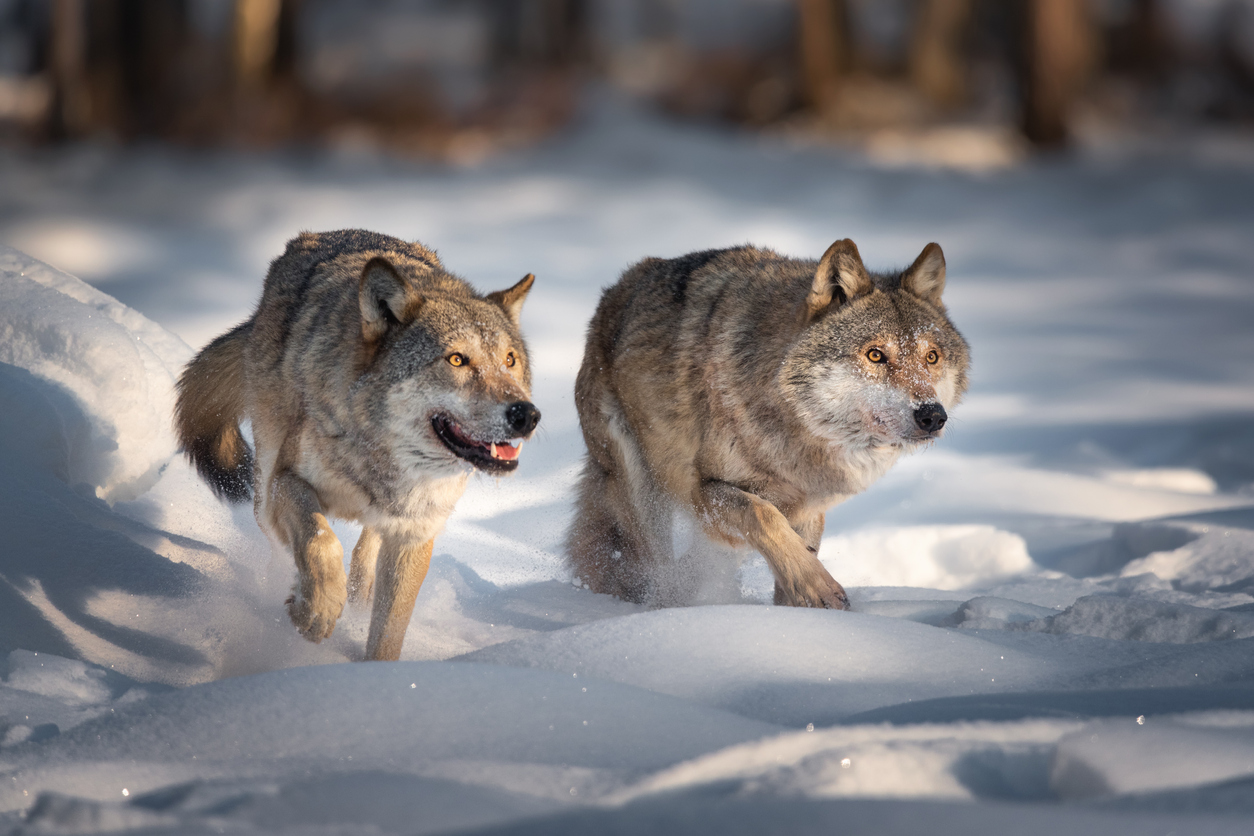 CPW investigates first reported wolf kill in Colorado in 70-plus years ...