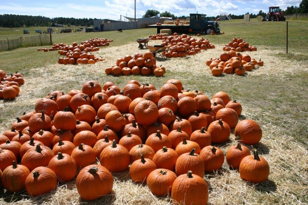 7 pumpkin patches around the Colorado Springs area - Denver Gazette