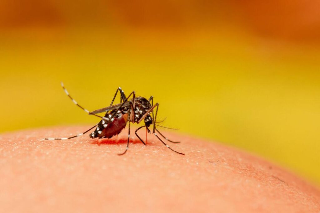 New species of bug known for carrying 'Yellow Fever' found in Colorado ...