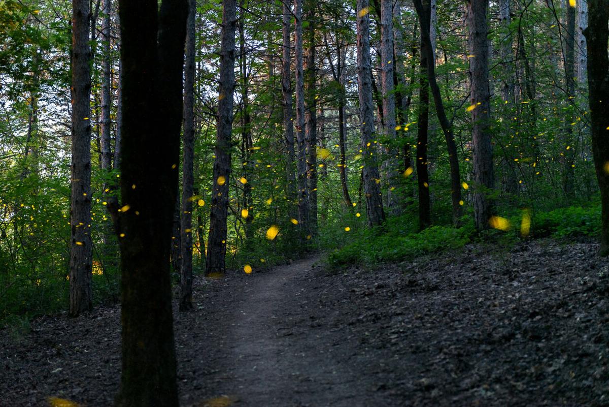 Here are 5 places where you can see fireflies in Colorado - Denver Gazette
