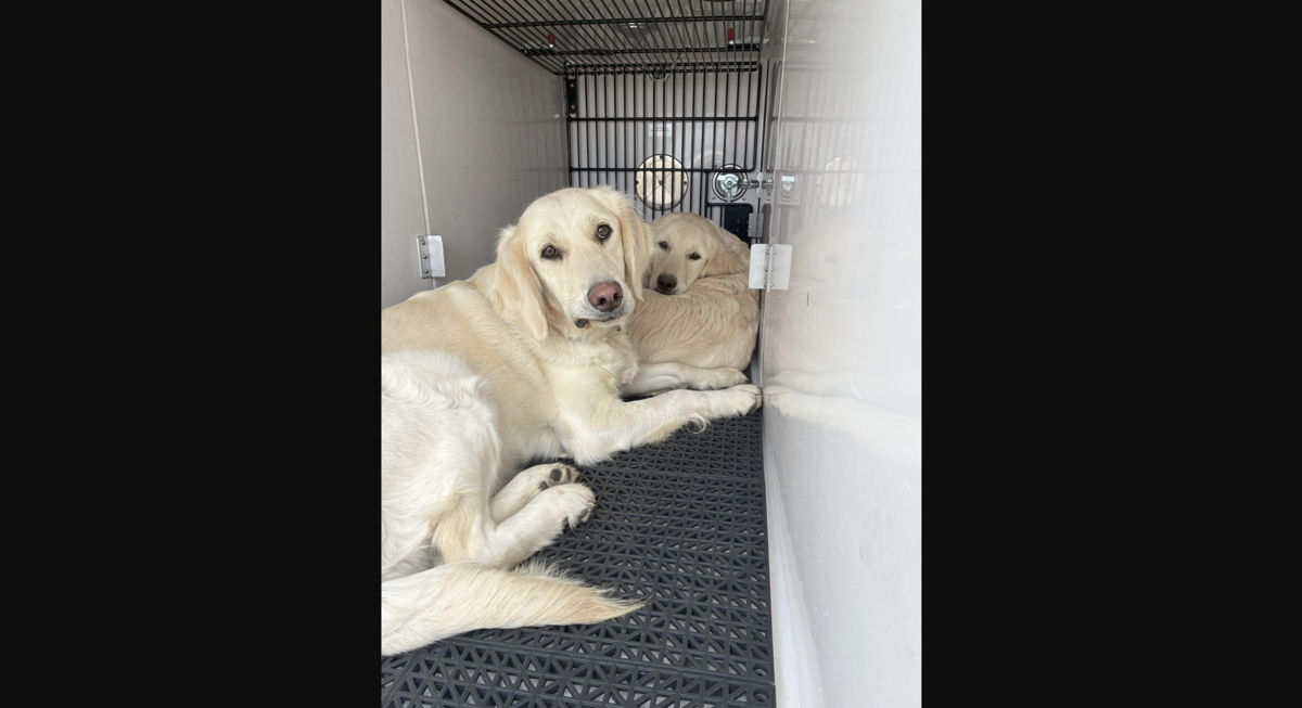 Police seek answers after two dogs, including puppy, found abandoned ...