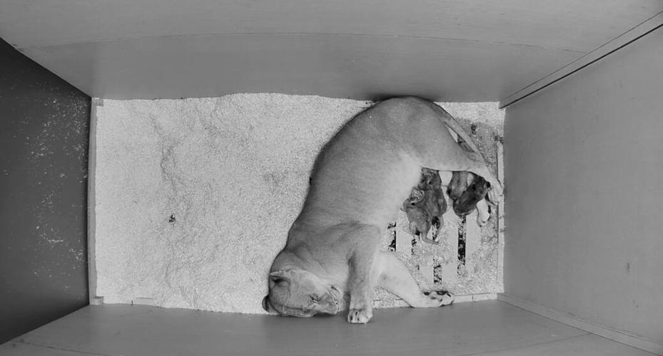 Denver Zoo welcomes 4 African lion cubs - Denver Gazette