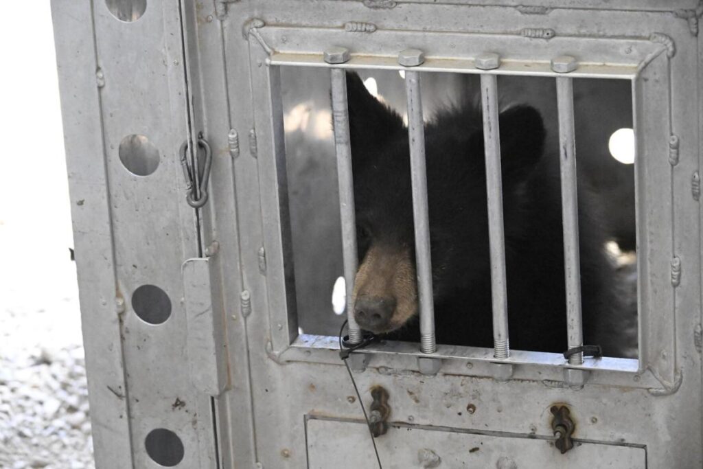 "Alarming" situation involved people harassing sickly bear cubs 'for ...