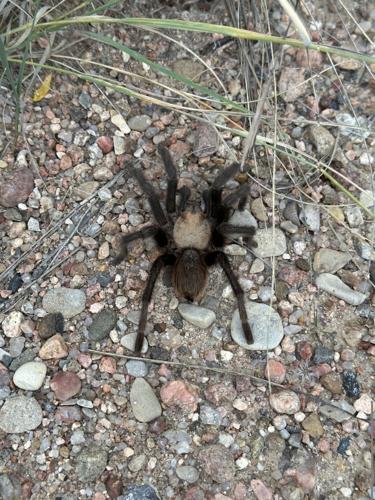 Tarantula Festival in La Junta: What to know before you go - Denver Gazette