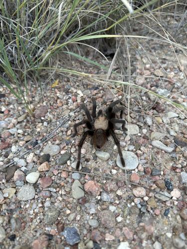 Tarantula Festival in La Junta: What to know before you go - Denver Gazette