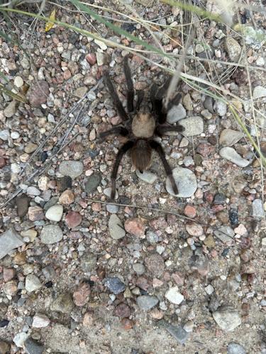 Tarantula Festival in La Junta: What to know before you go - Denver Gazette