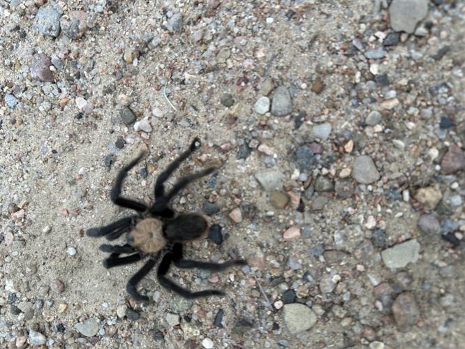Tarantula Festival in La Junta: What to know before you go - Denver Gazette