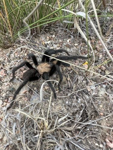 Tarantula Festival in La Junta: What to know before you go - Denver Gazette