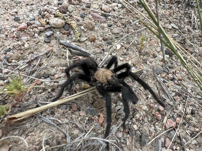 Tarantula Festival in La Junta: What to know before you go - Denver Gazette