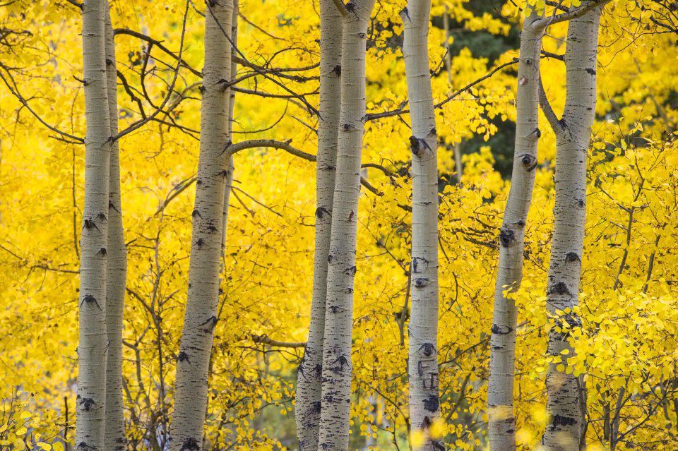Link between wolves and aspen a point of debate beyond Colorado ...