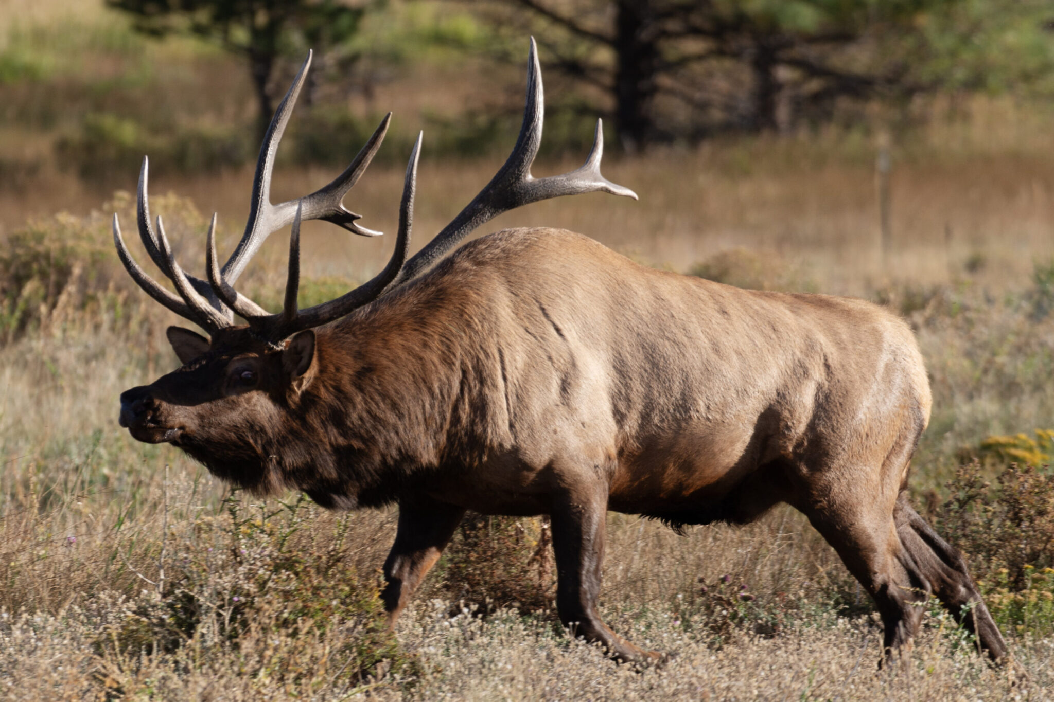 Elk are bugling now in Rocky Mountain National Park as rut starts
