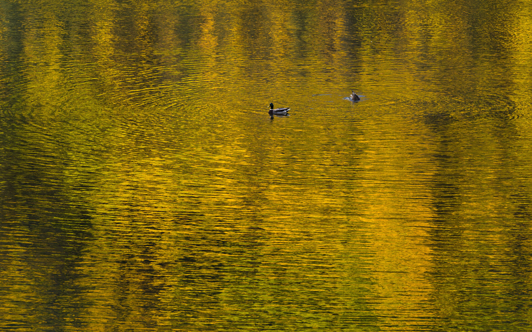 Colorado photographers offer tips and places for fall colors - Denver ...