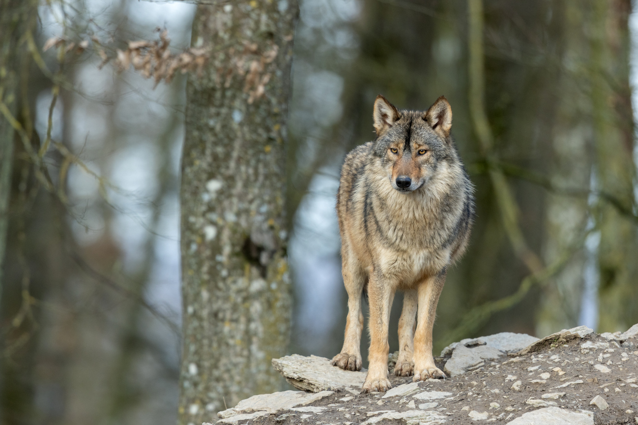 Vehicle struck and killed wolf, says CPW after investigation - Denver ...