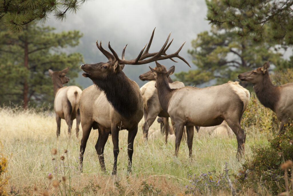 TIMELINE: Four key phases elk experience each year as the species ...