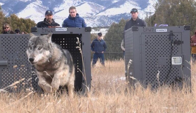 Federal agency tells Colorado that Canadian wolves can't be involved in ...