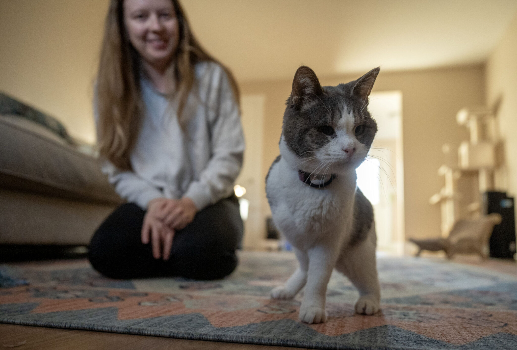 Lost cat sends Denver-area couple down rabbit hole of hope, heartbreak ...