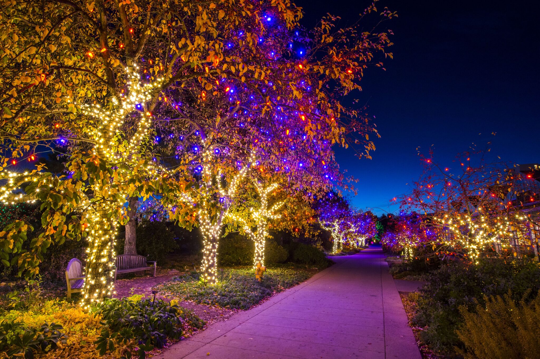 Colorado botanic gardens nominated for best holiday lights display ...