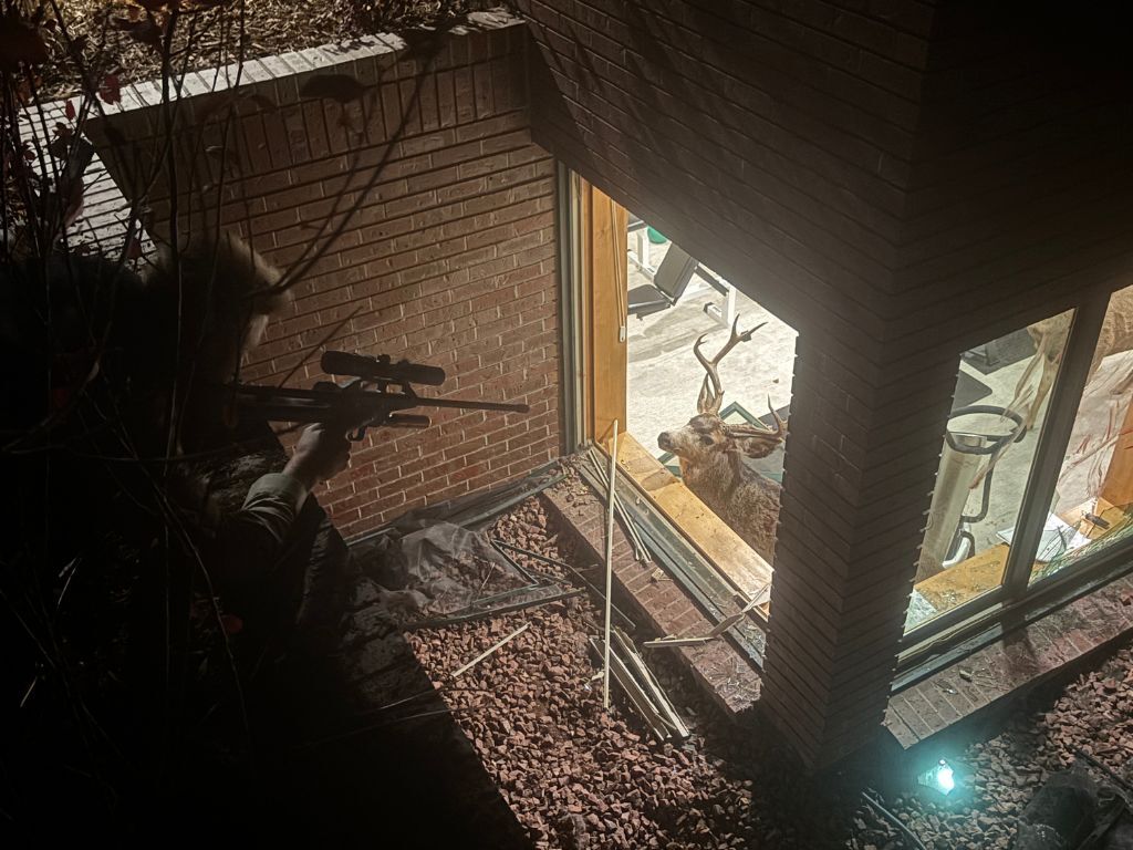 Sparring deer crash through window and into basement of Colorado home ...