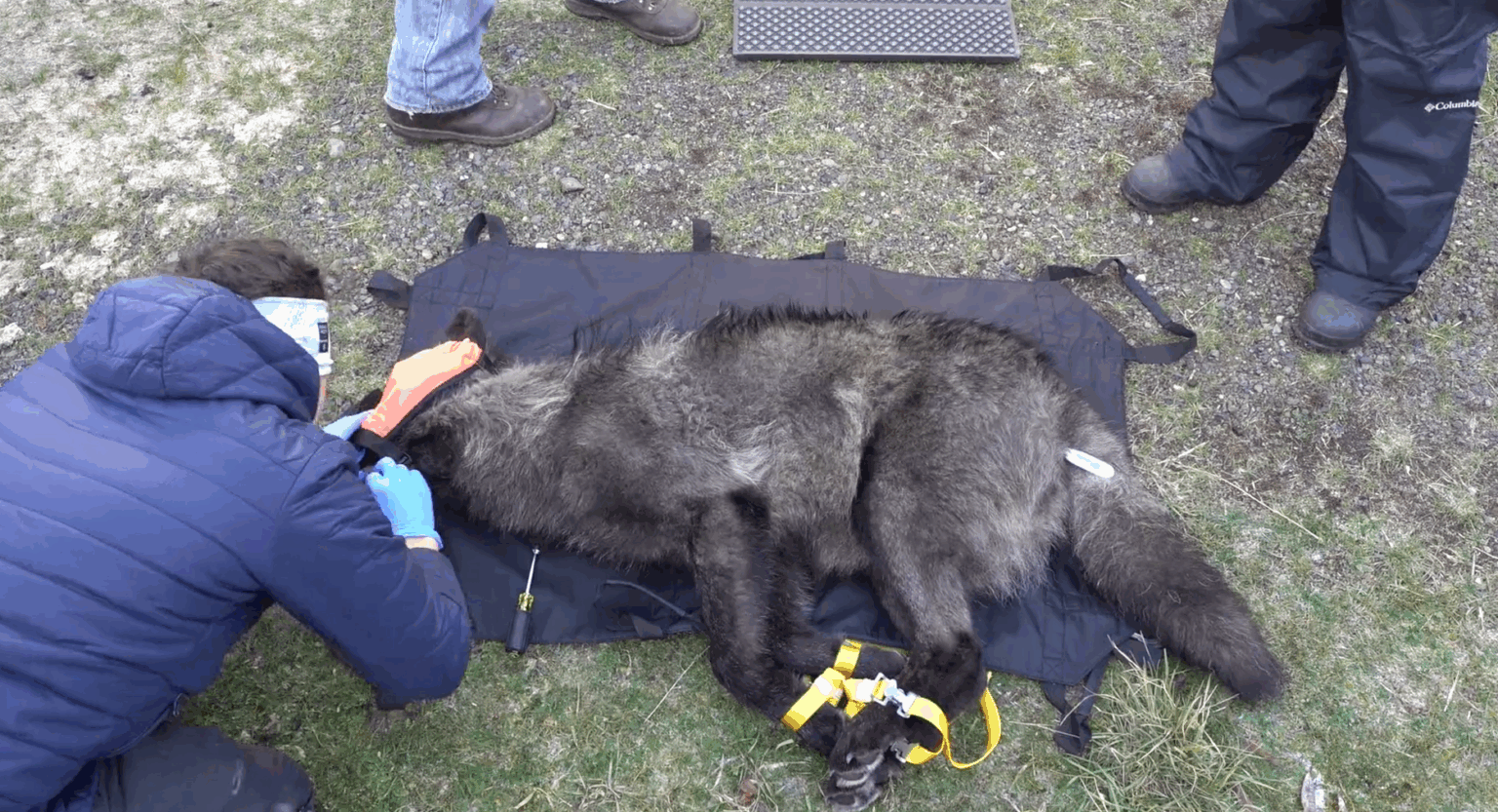 Washington state leaders rip Colorado over 'failing' wolf ...