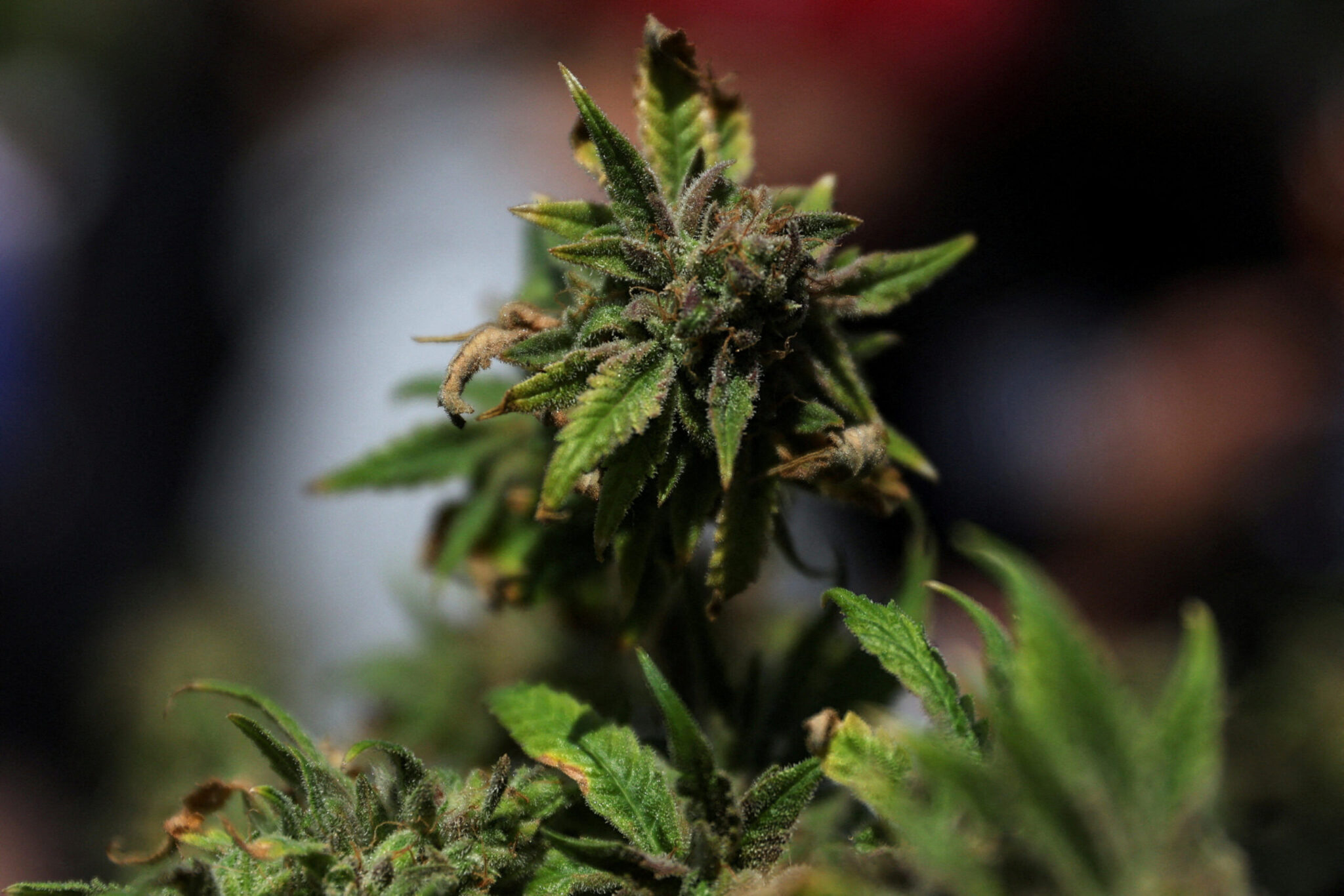 FDA and DEA propose Schedule 1 ban on kratom-derived compound 7-OH ...