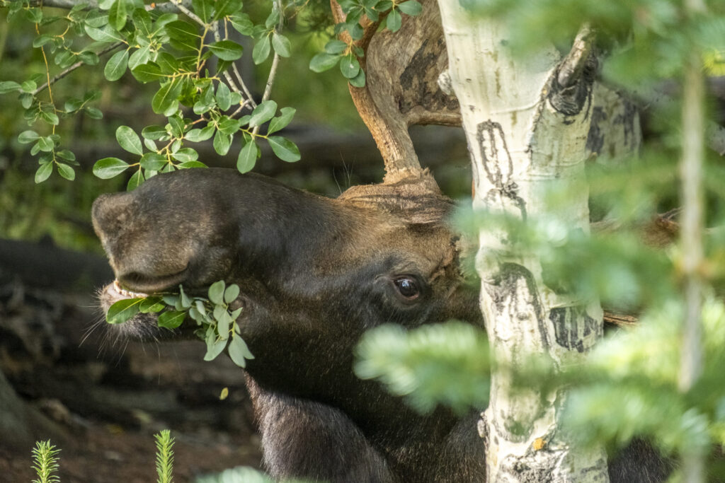 Rocky Mountain National Park at 'tipping point' with moose - Denver Gazette