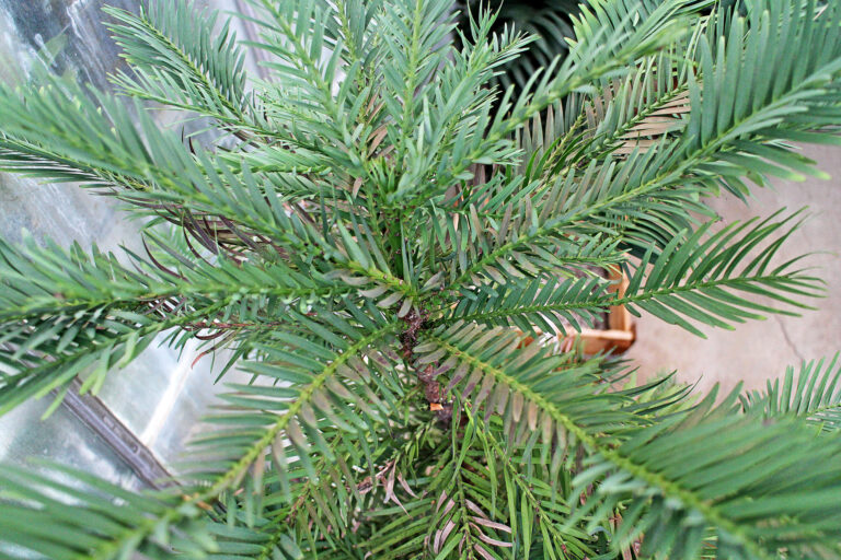 A 'dinosaur tree' and its prehistoric journey to a Colorado greenhouse ...