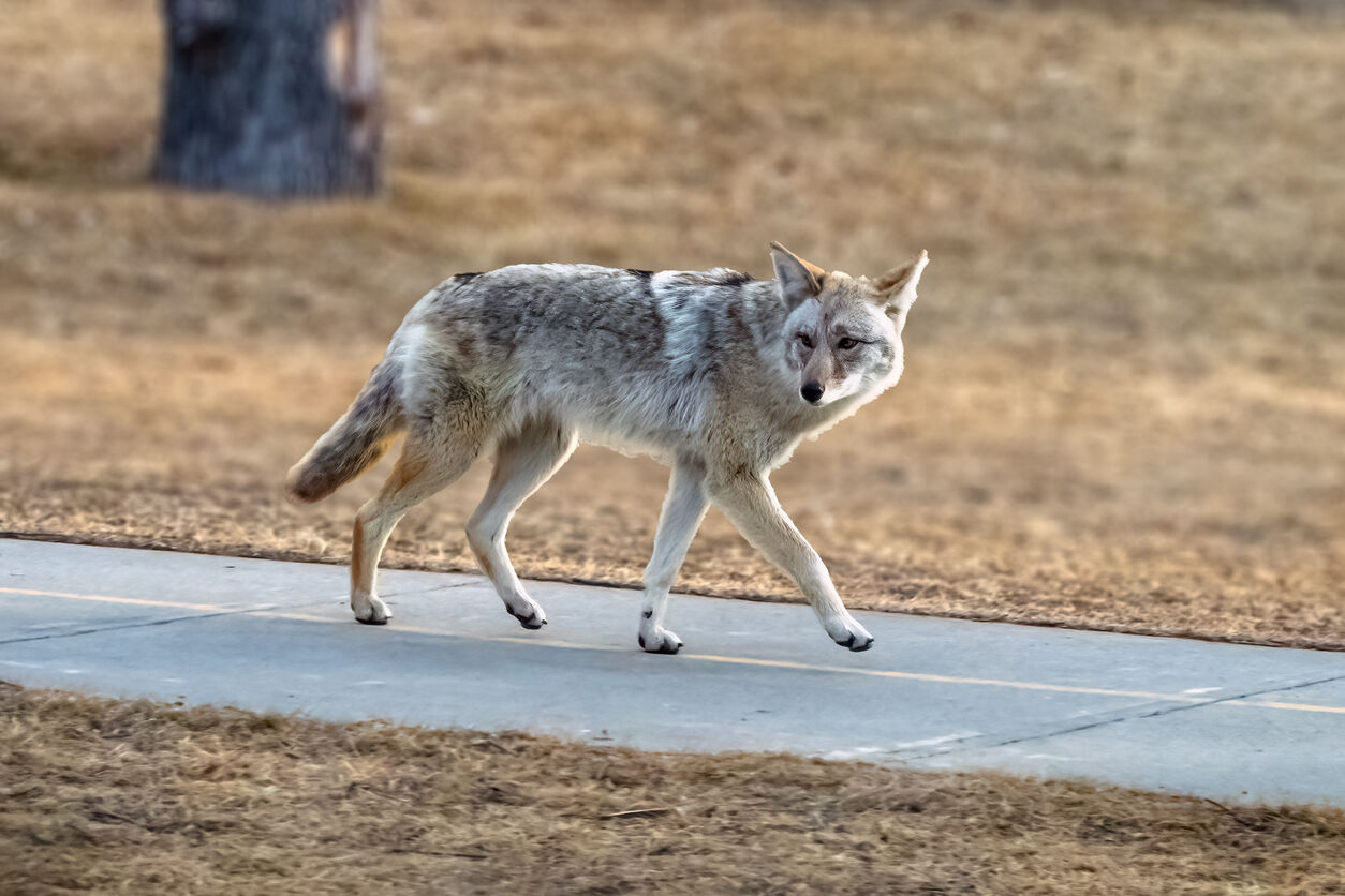 Locals in Denver metro warned about "heavy coyote activity" after 2 ...