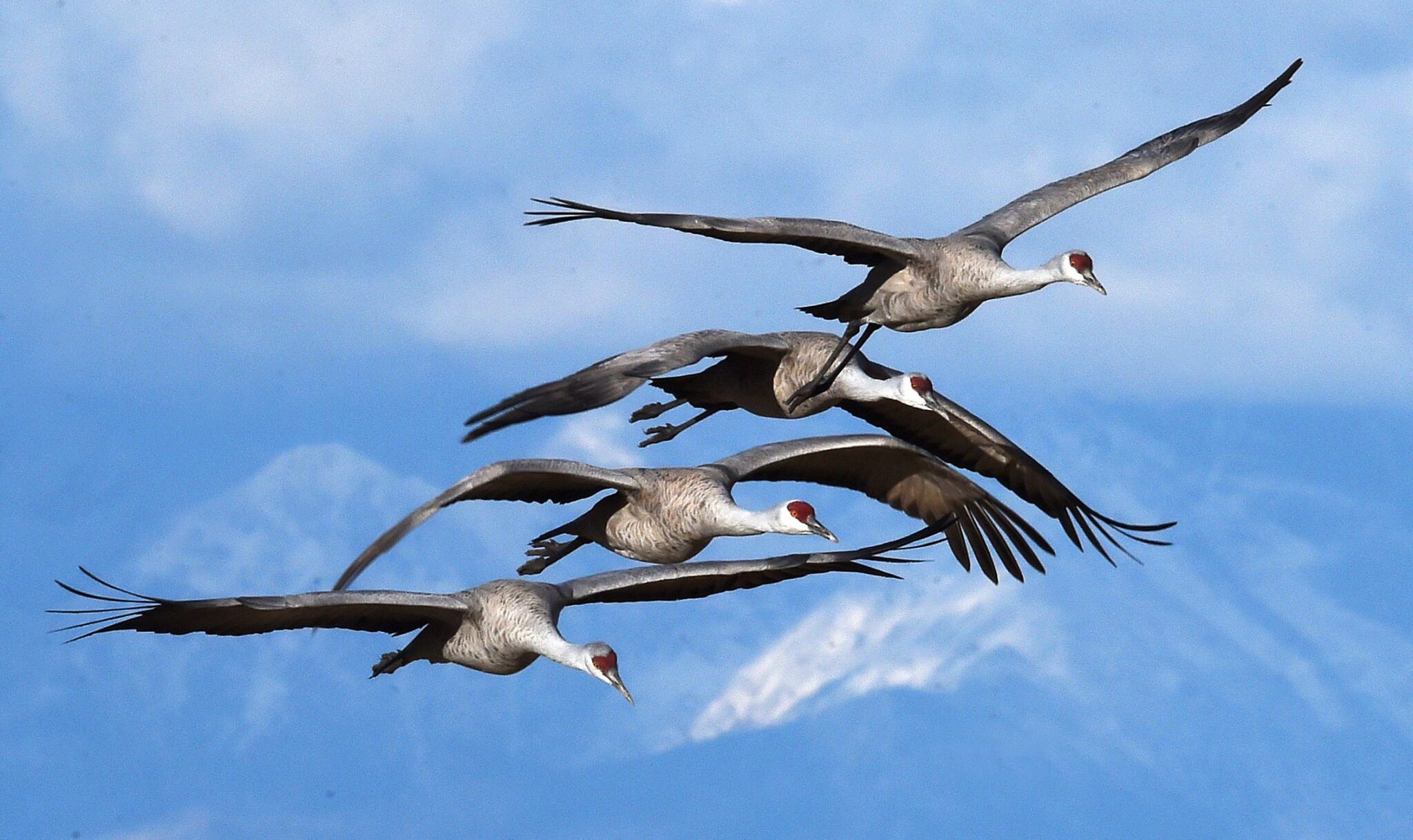 The ancient, amazing lives of sandhill cranes, Colorado’s beloved ...