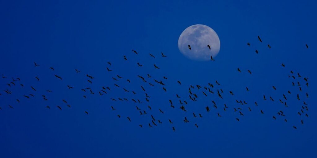 Estimated 420 million birds will fly through Colorado over three-day ...