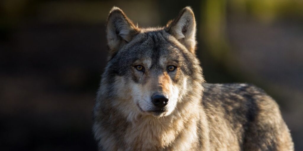 Ranch employee reportedly shot and killed mother wolf in Colorado ...