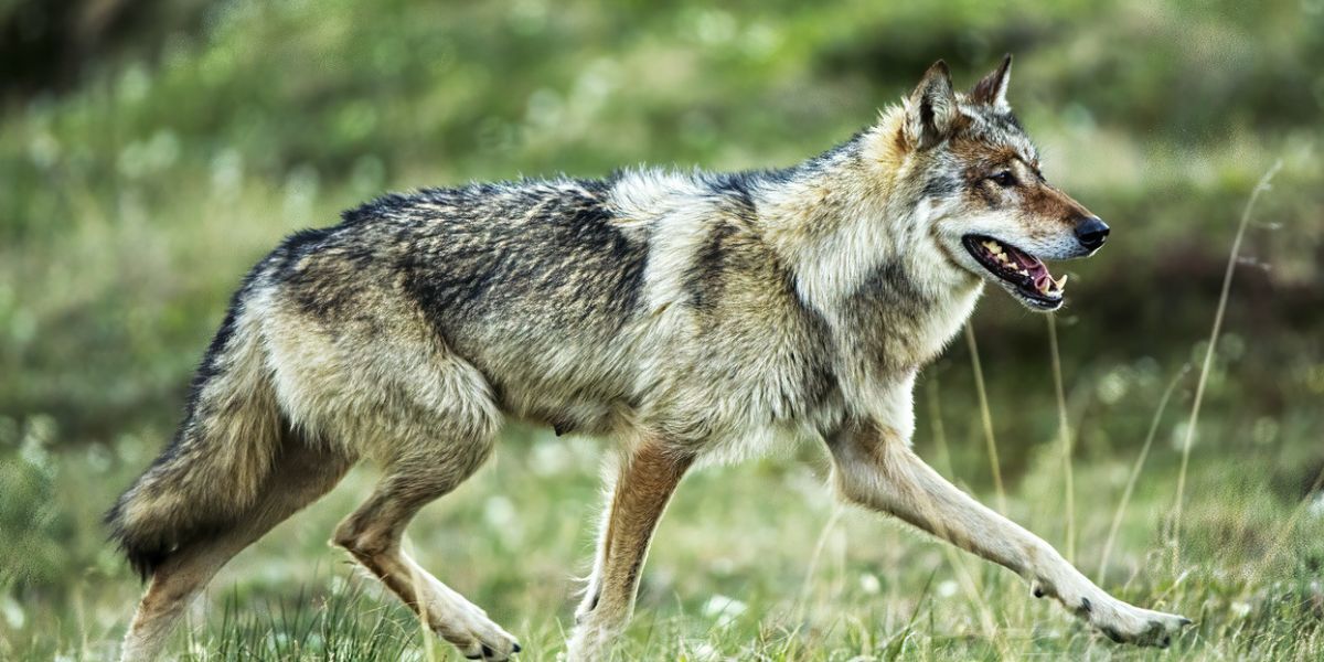 CPW kills uncollared wolf believed to be responsible for ten ...